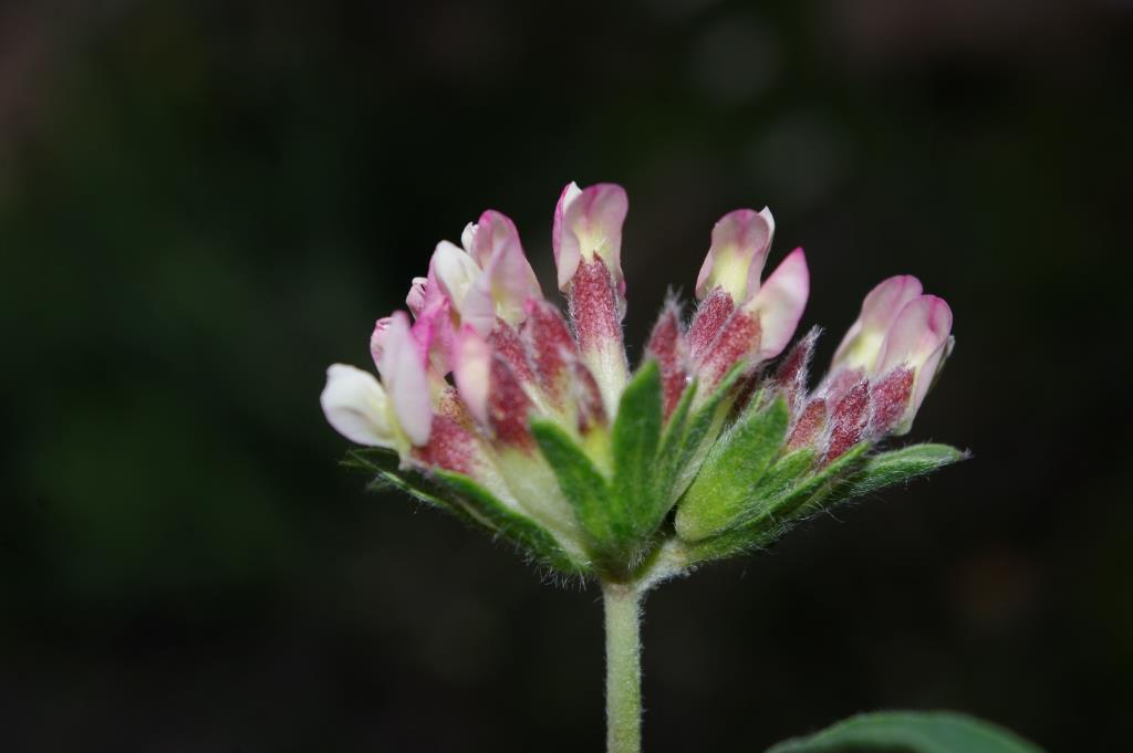 Anthyllis vulneraria subsp. maura (Beck) Maire