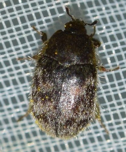 Attagenus escalerai · iNaturalist