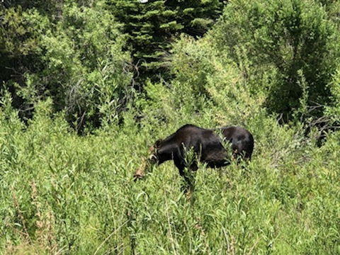 Moose from Washington, USA on April 11, 2021 at 01:19 PM by eevossos ...