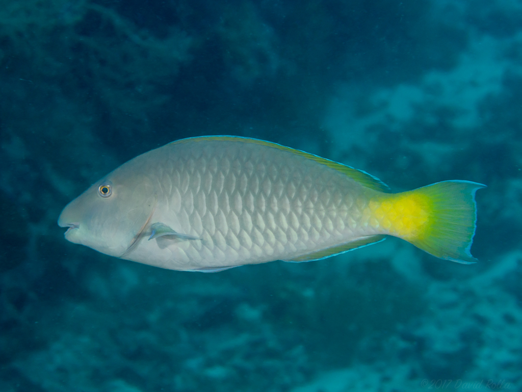 Pacific Longnose Parrotfish (Queensland titles 2024) · iNaturalist