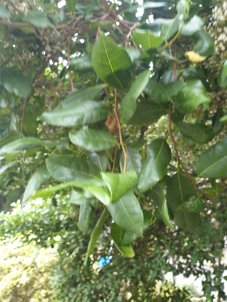 Large-leaved milk tree from Massey University, Palmerston North, New ...