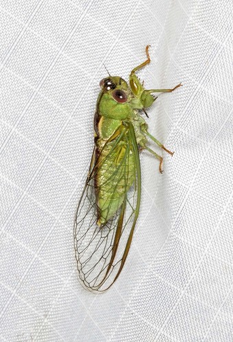 Broad-striped Wattle Cicada (Ewartia oldfieldi) · iNaturalist