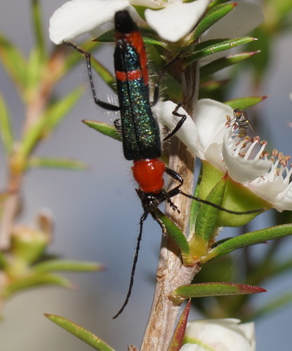 Genus Oroderes · iNaturalist