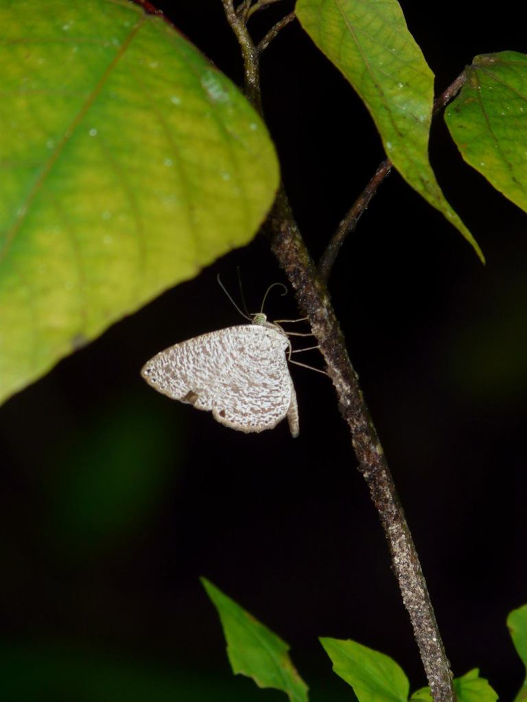 Allotinus punctatus from Rosario, Agusan del Sur, Philippines on March ...