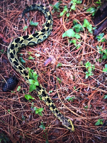 Ethiopia Viper (Bitis parviocula) - Snakes and Lizards