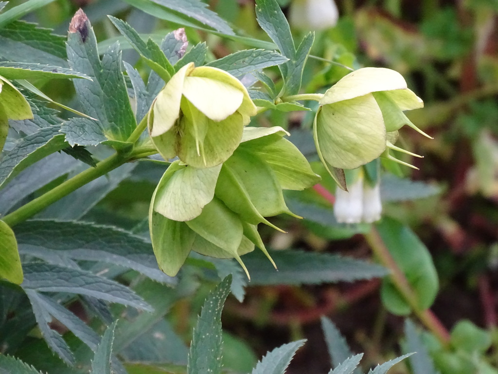 Helleborus multifidus bocconei from Provincia di Reggio Calabria ...