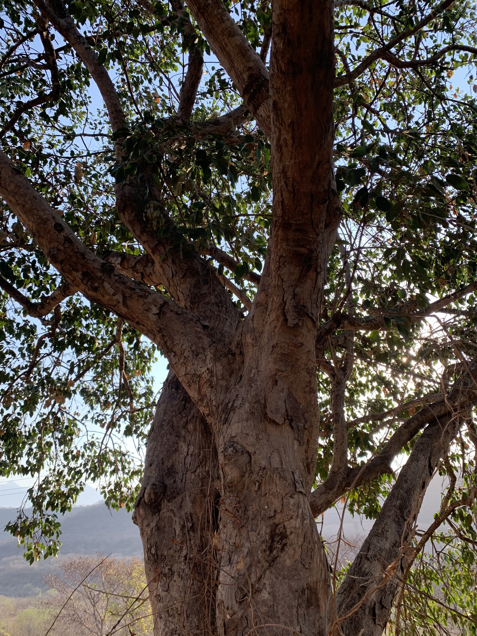 Sideroxylon capiri (A.DC.) Pittier