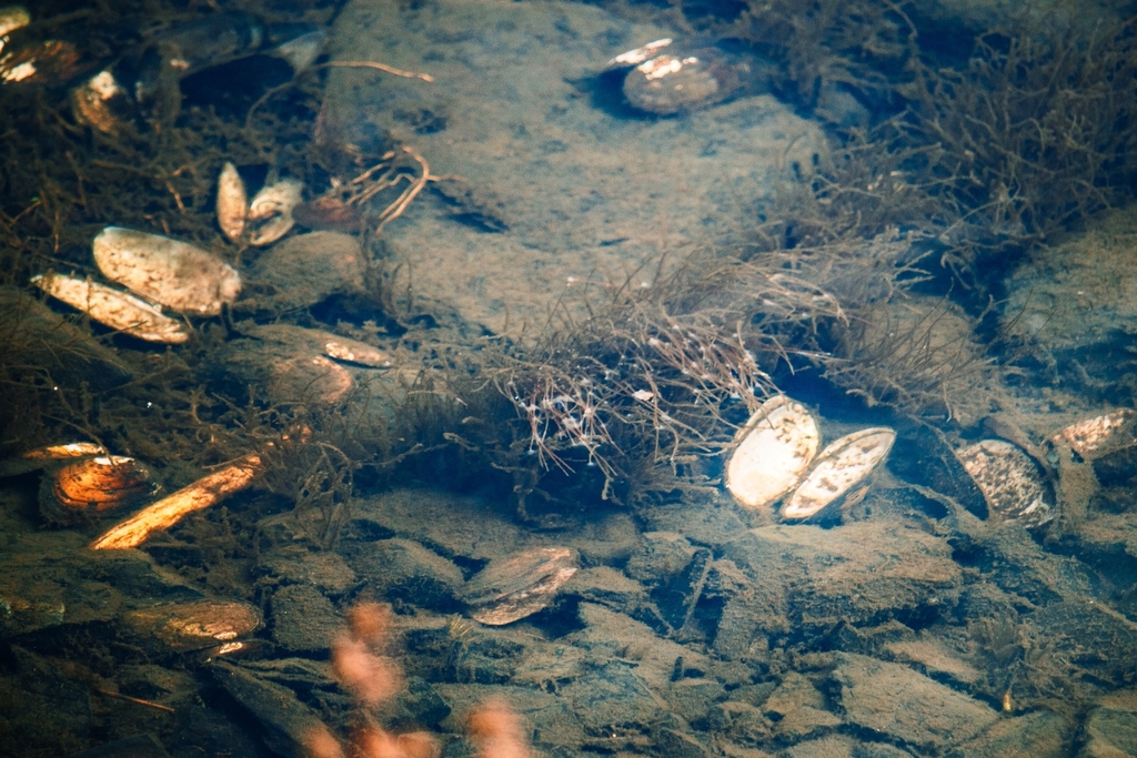 Eastern Elliptio from Woodlawn, Dartmouth, NS, Canada on April 14, 2021 ...