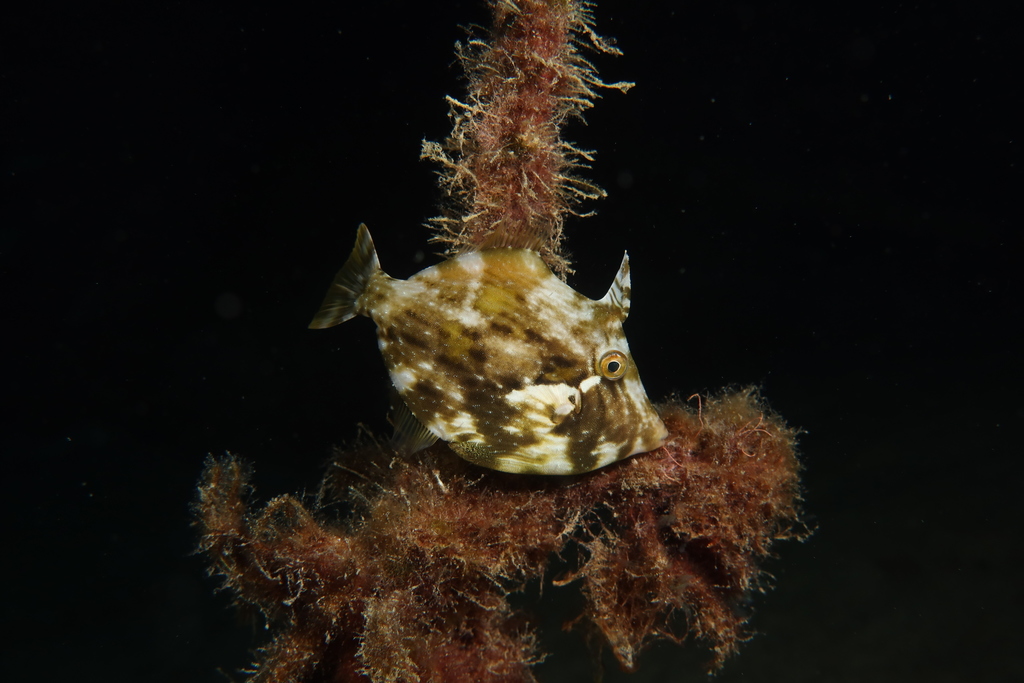 Planehead Filefish (Stephanolepis hispida) - Marine Life Identification