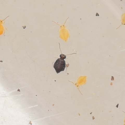 Garden Springtail in April 2021 by Grant Wang · iNaturalist