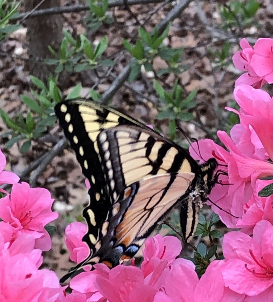 Eastern Tiger Swallowtail from Memorial Industrial School Rd, Germanton ...