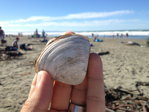 Subclase Heterodonta (Intermareal mediterráneo. Mediteranean Intertidal ...