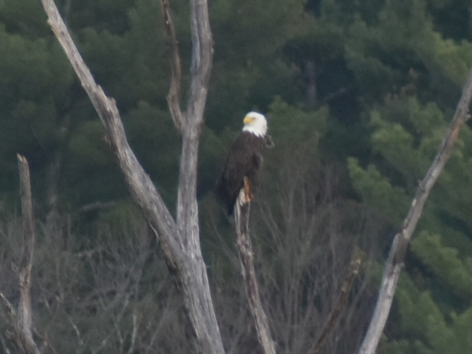 Bald Eagle from Pepperell, MA, US on April 13, 2021 at 05:36 PM by Pete ...