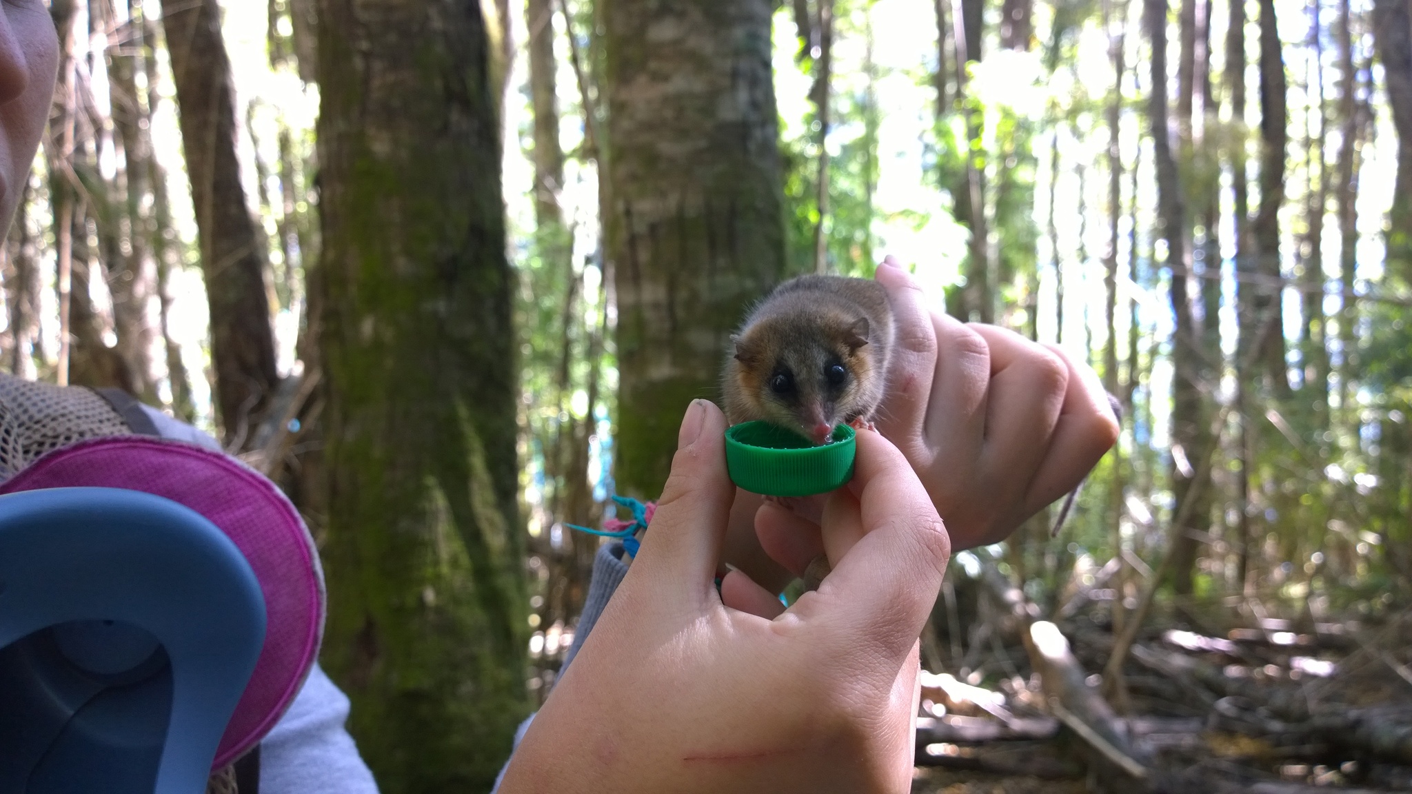 Dromiciops gliroides Thomas, 1894