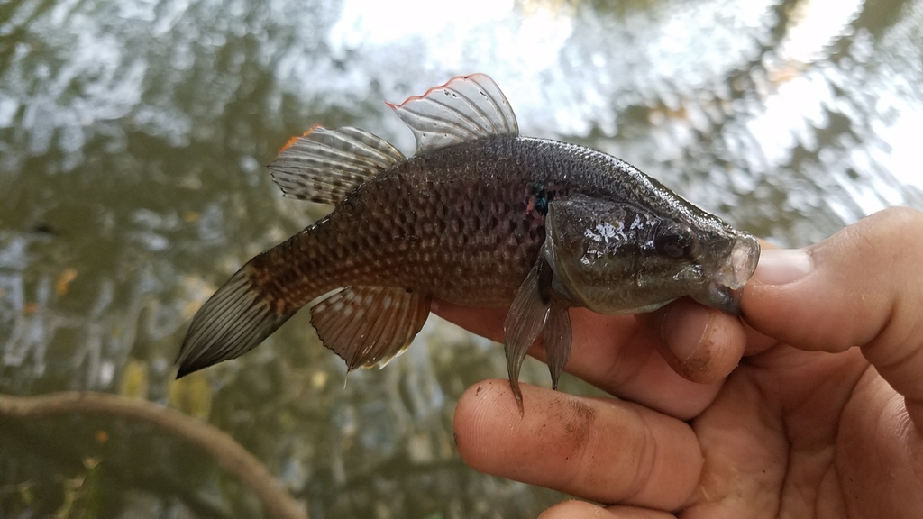 Pacific Fat Sleeper from Guanacaste Province, Costa Rica on January 25 ...