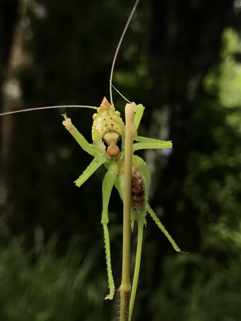 Copiphora vigorosa from Icononzo, Tolima, CO on April 7, 2021 at 10:29 ...