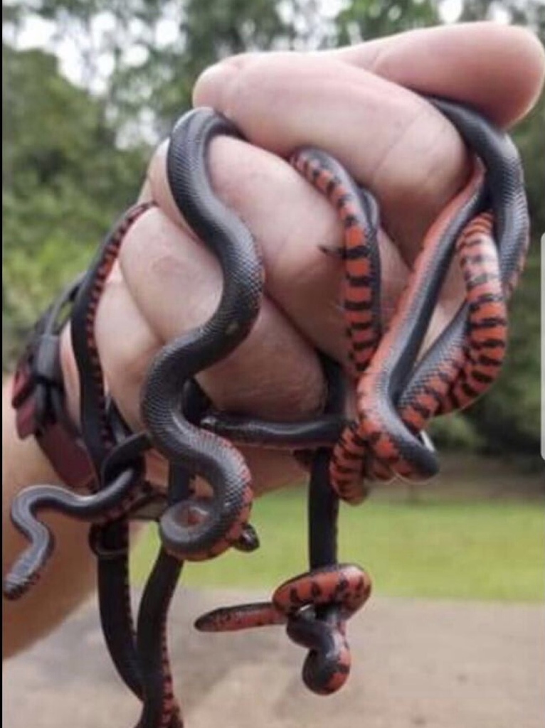 Eastern Mudsnake in April 2021 by kyliehoton. Found these baby Mud ...