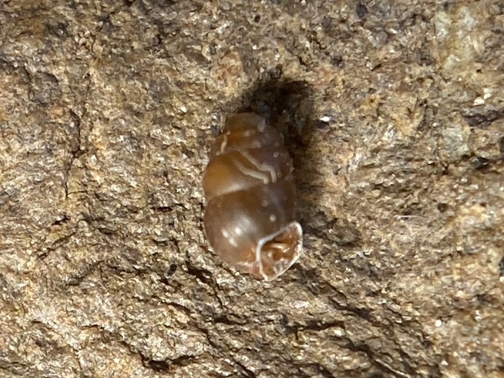 Vertigo Snails from The University of Vermont, Burlington, VT, US on ...