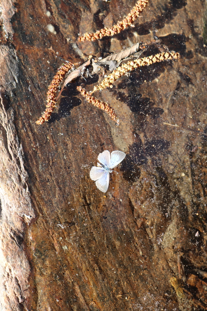 Echo Azure from Tulare County, CA, USA on April 09, 2021 at 04:38 PM by ...