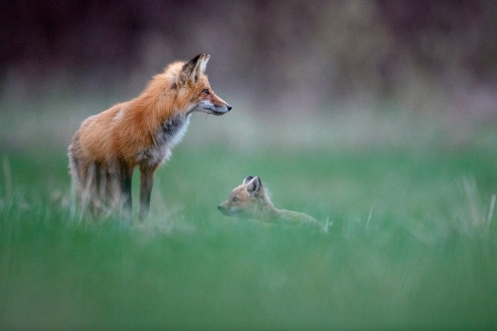 Canids (Canidae) - Know Your Mammals