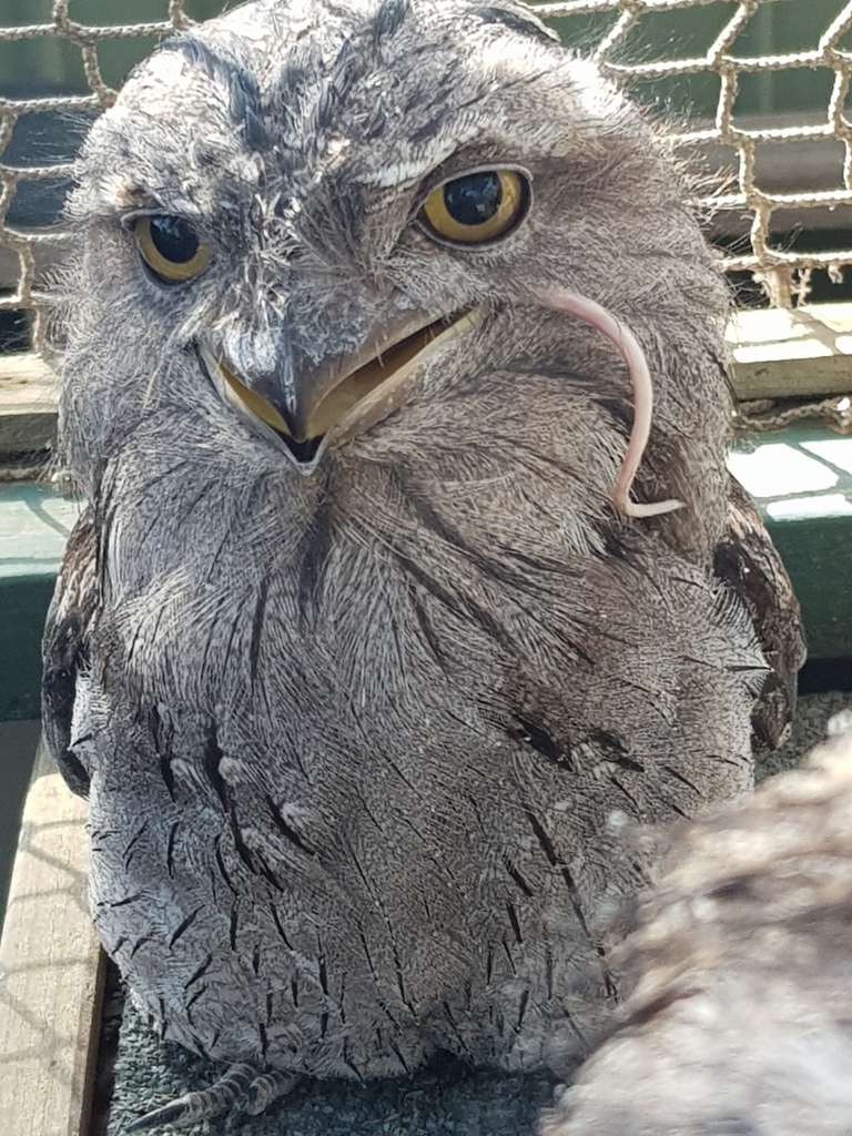 Tawny Frogmouth from Narre Warren VIC 3805, Australia on January 25 ...