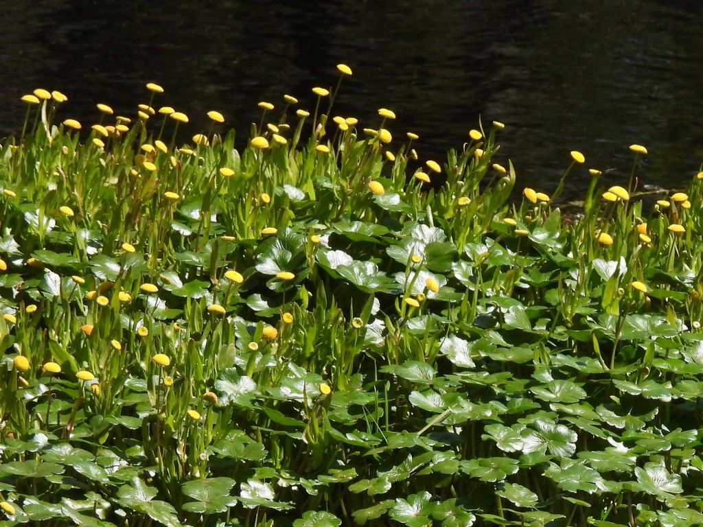 floating marsh pennywort from Humboldt County, CA, USA on April 13 ...