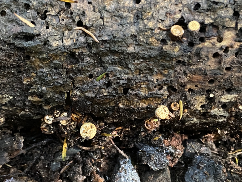 Crucibulum from Ross Creek Reservoir Land, Helensburgh, Otago, NZ on ...