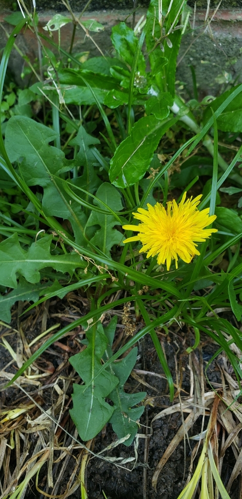 common dandelion in April 2021 by hcobb. Leaves deeply lobed, simple ...
