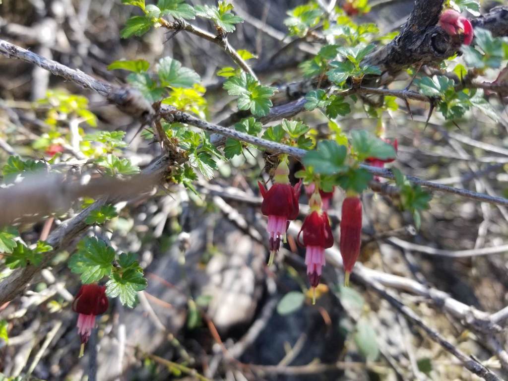 Sierra Gooseberry from Trinity County, CA, USA on April 9, 2021 at 12: ...