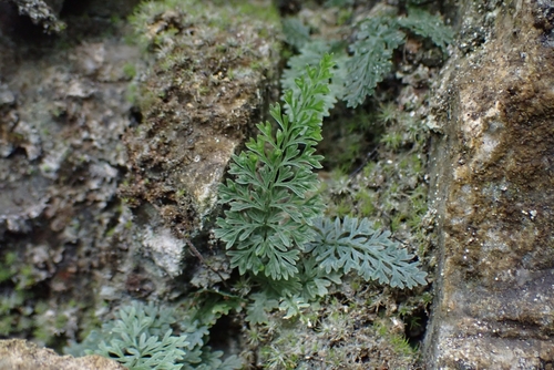 Asplenium pulcherrimum · iNaturalist