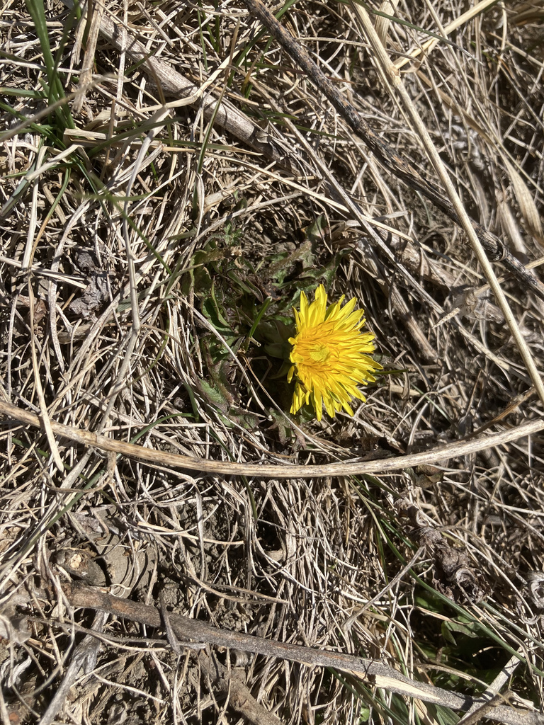 common dandelion from Millarville, AB, CA on April 14, 2021 at 11:48 AM ...