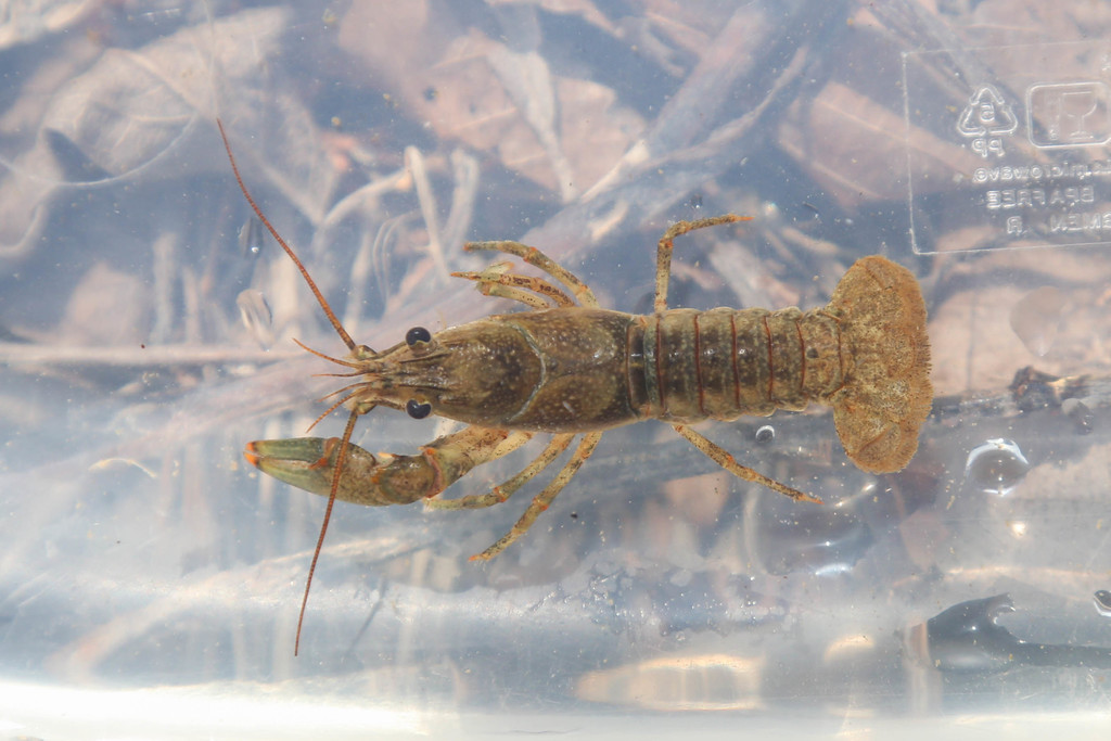 Northern Clearwater Crayfish from Pickering, ON, Canada on April 14 ...
