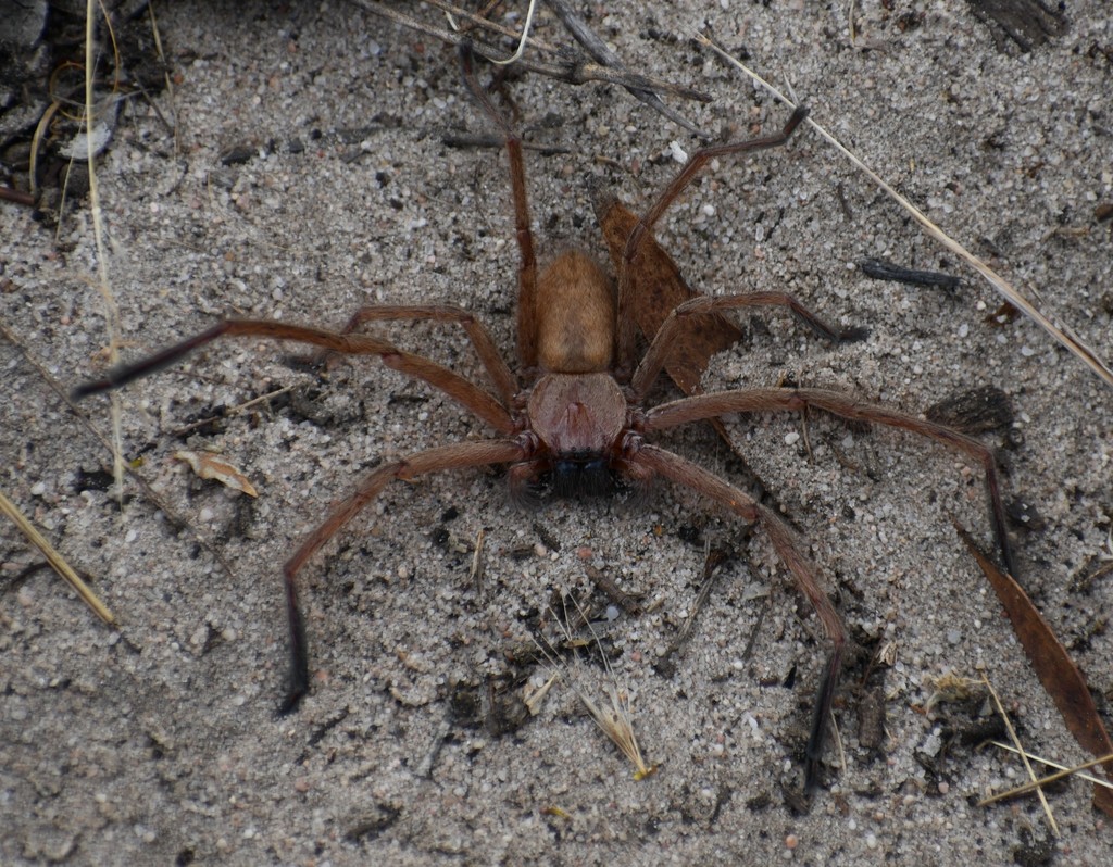 Social Huntsman Spider from Yaapeet VIC 3424, Australia on April 14 ...