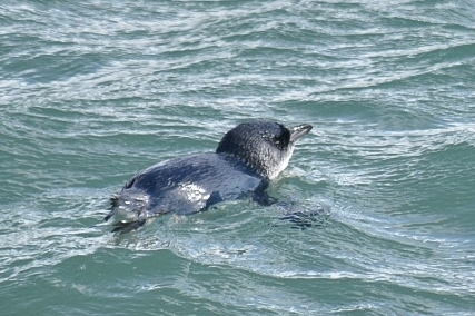 Australian Little Penguin from Victoria, Australia on April 15, 2021 at ...