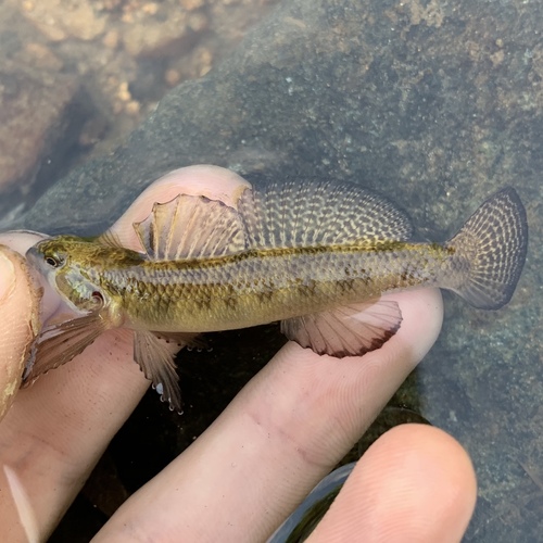 Tessellated Darter (Etheostoma olmstedi) · iNaturalist