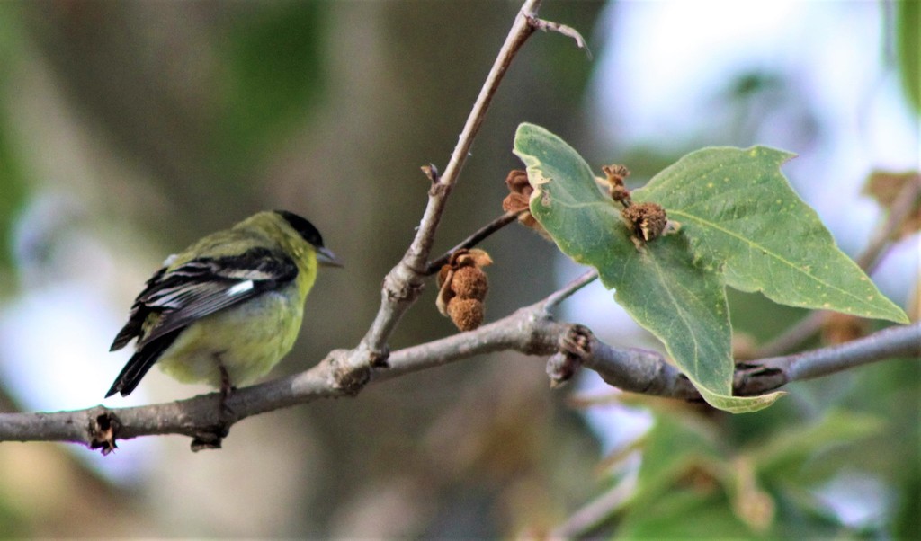 Lesser Goldfinch from San Diego, CA, USA on April 14, 2021 at 07:53 AM ...