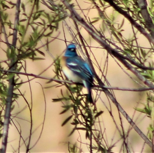 Lazuli Bunting from San Diego, CA, USA on April 14, 2021 at 08:35 AM by ...