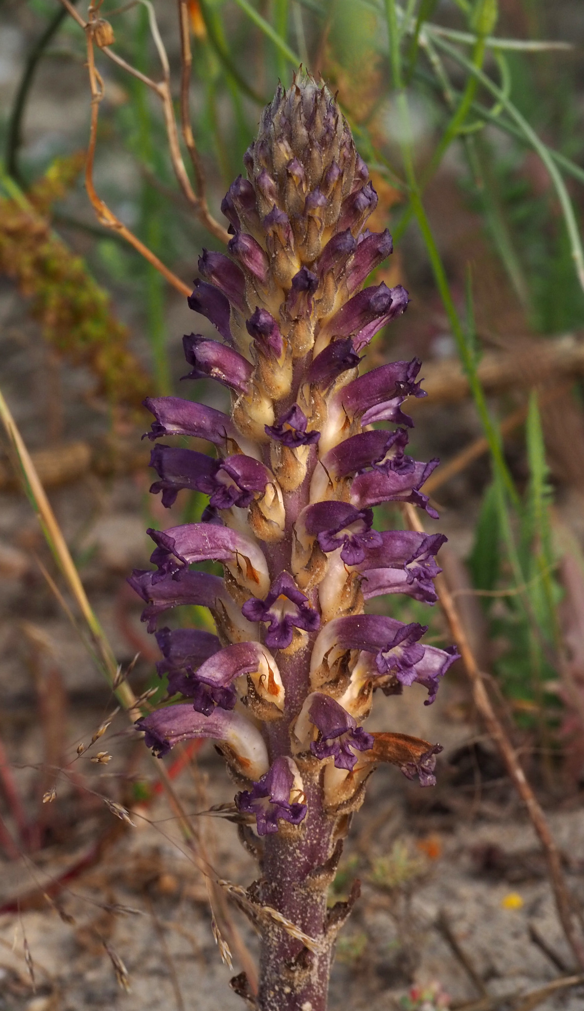 Orobanche cernua Loefl.