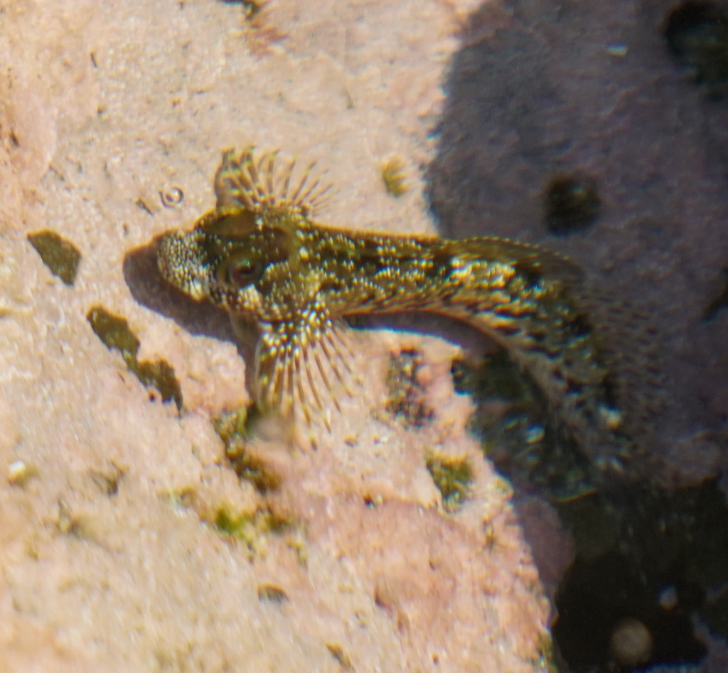 Rock Blenny from Nicoya, Guanacaste, CR on March 24, 2021 at 04:49 PM ...