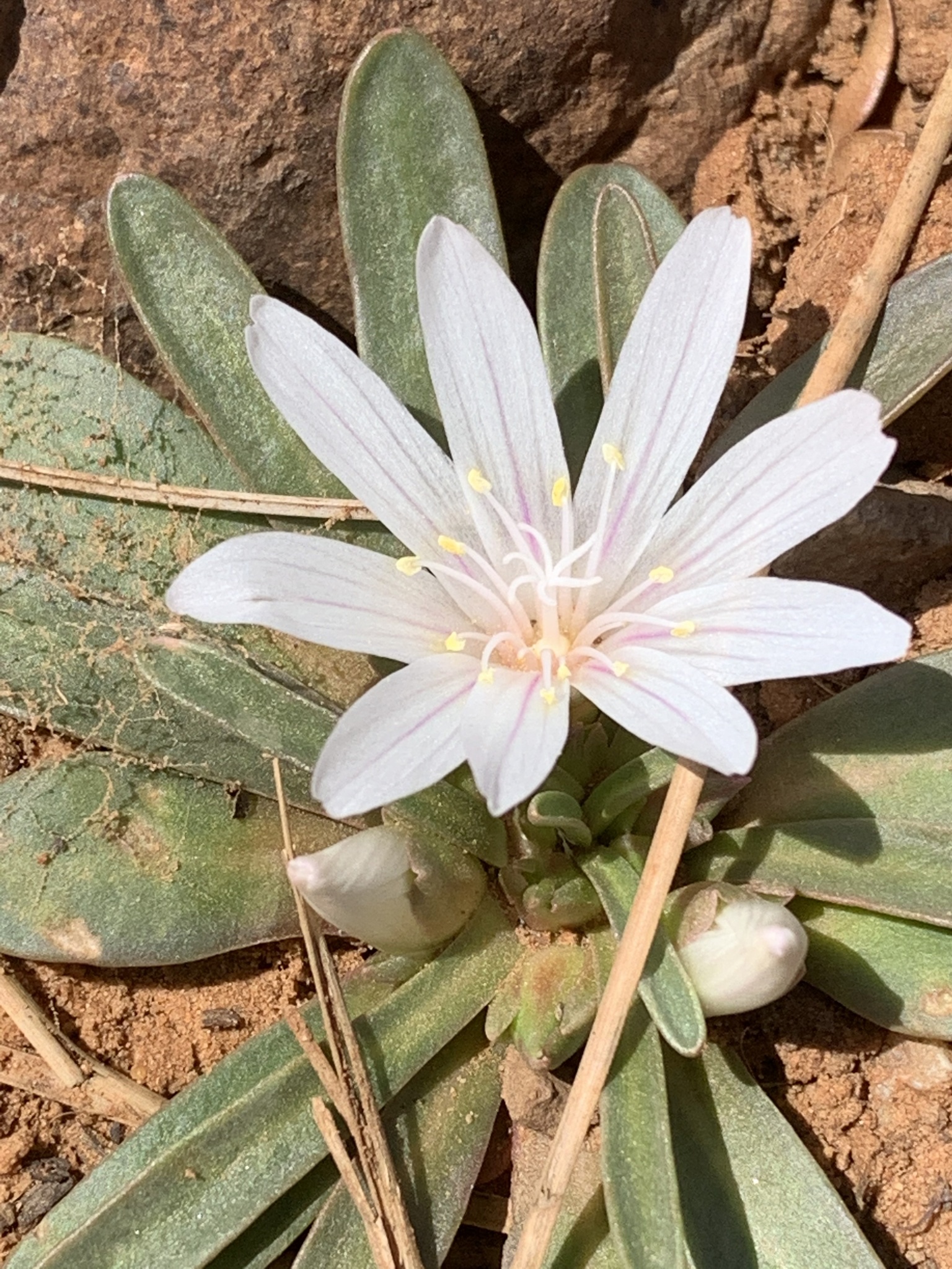 Lewisia brachycalyx Engelm. ex A.Gray