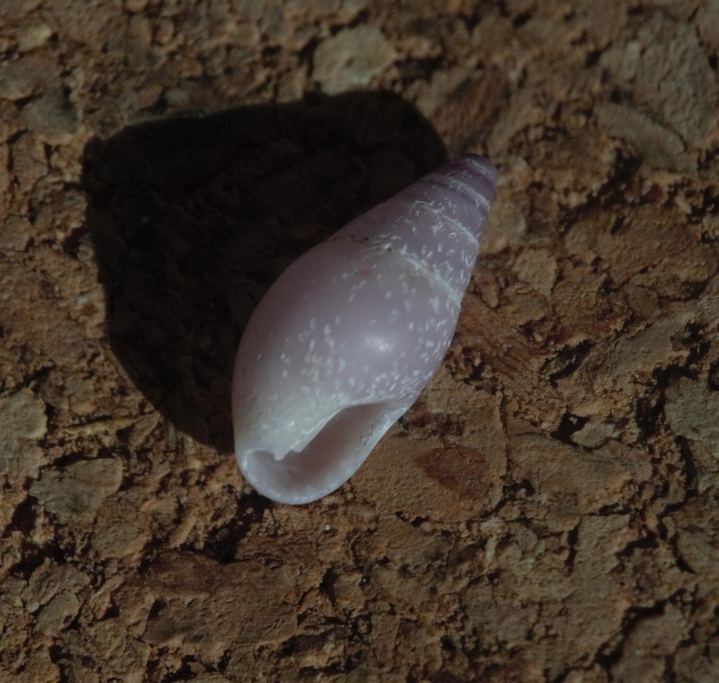 Mitrella from Sydney NSW, Australia on April 15, 2021 at 10:40 AM by ...