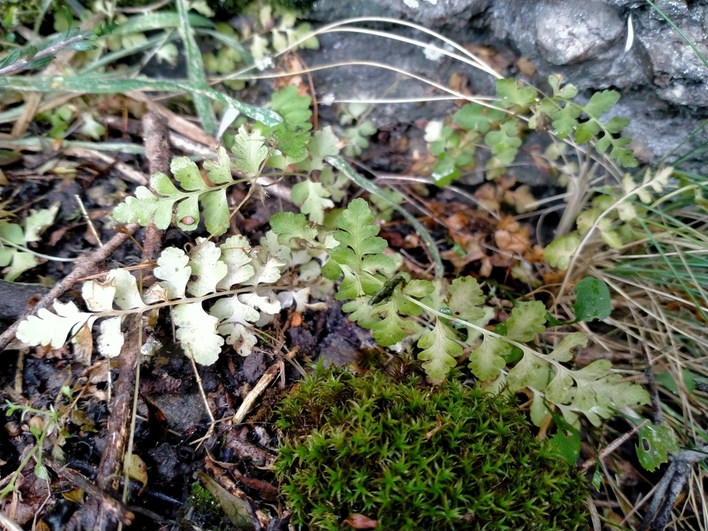 Bladder Fern in April 2021 by John Barkla. Rare, at base of schist rock ...