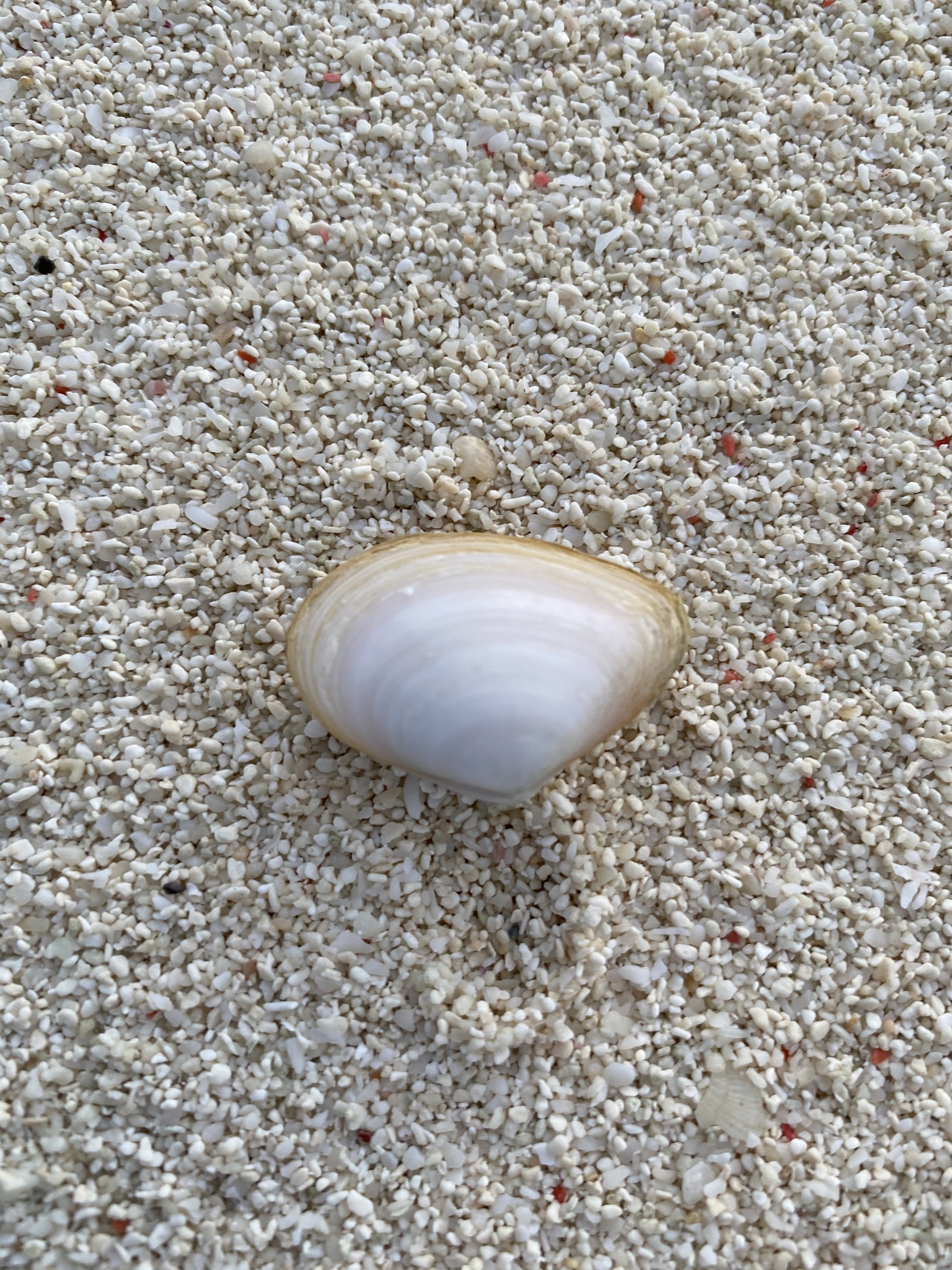 Atactodea striata (Gmelin, 1791)