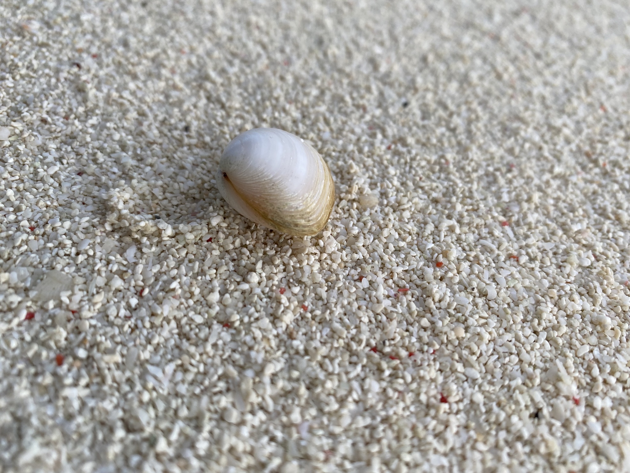 Atactodea striata (Gmelin, 1791)