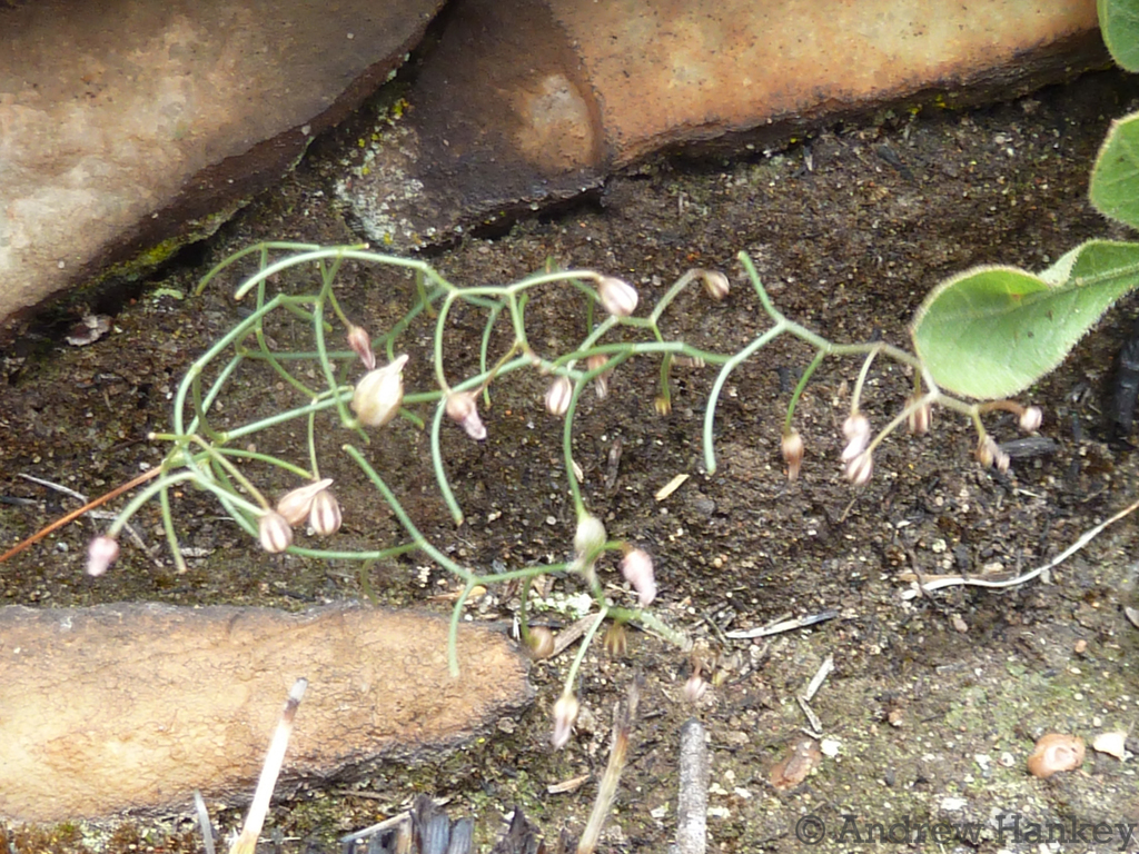 Fine African Squill from West Rand, Gauteng, South Africa on October 17 ...