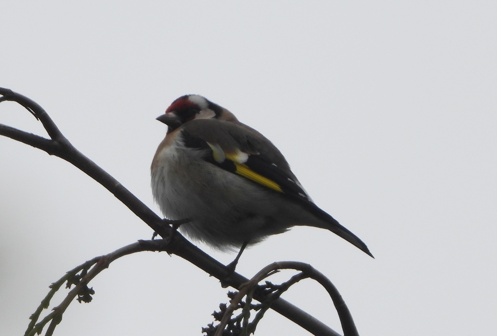 European Goldfinch from Angrogna Martel, Italia on April 14, 2021 at 03 ...