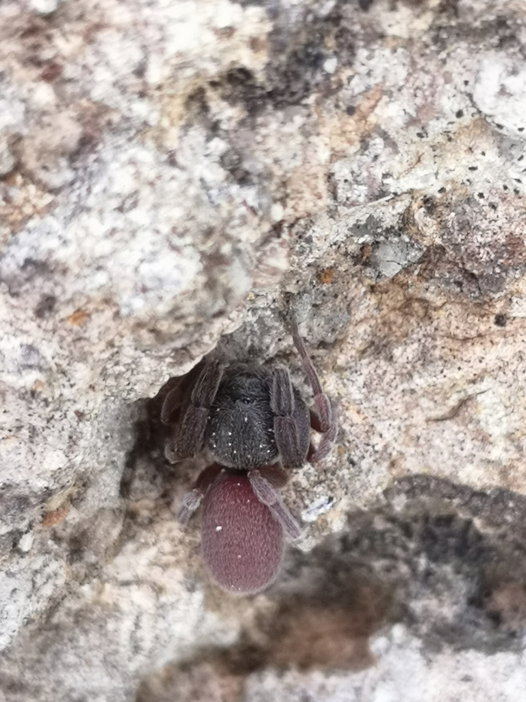 Common Palp-footed Spider from 43780 Gandesa, Tarragona, Spain on April ...
