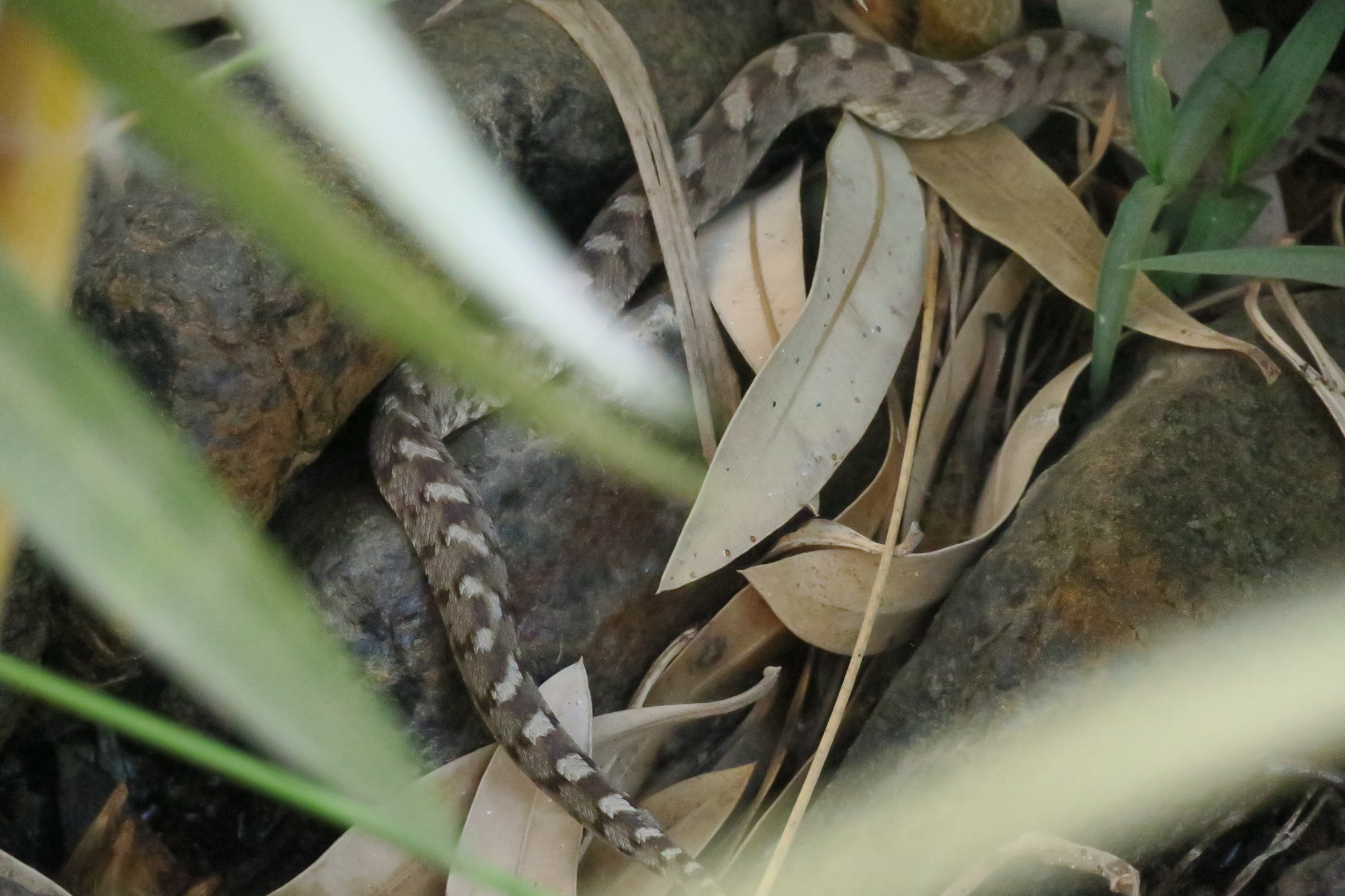 Echis omanensis Babocsay, 2004