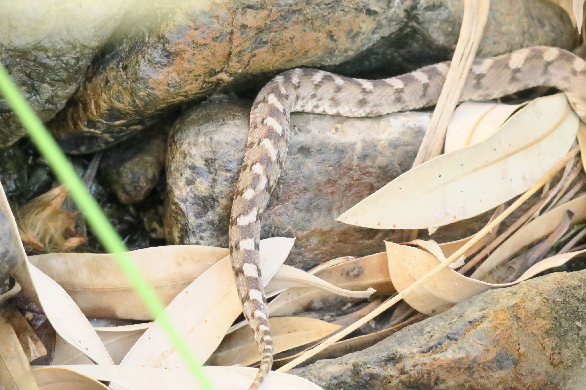 Echis omanensis Babocsay, 2004