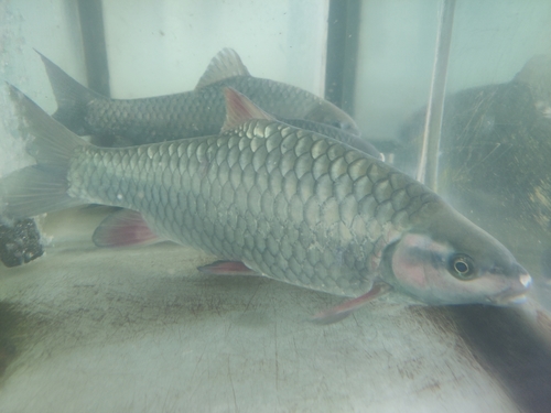 Phoenix Barb (Spinibarbus denticulatus) · iNaturalist